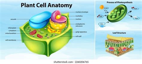 Plant Cell Anatomy Structure Illustration Stock Vector Royalty Free