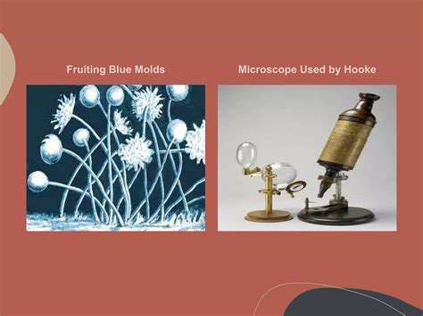 Introduction To Microbiology Revisedppt