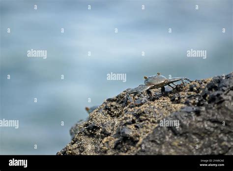 Tiny Crab On A Rock Facing The Ocean Eating Algae On A Beach In