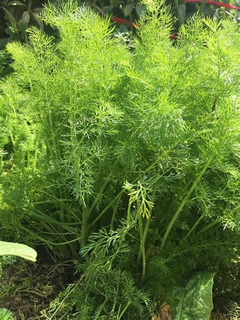 茴菜的图片小茴图片香料文秘苑图库