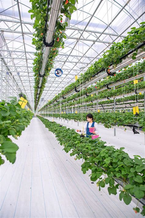 广州首家空中草莓园足足15亩大任摘任吃 种植