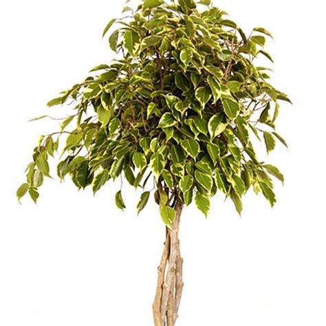 Tuberflora Nursery Ficus Benjamina Golden King