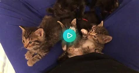 The Tabby Triplets Album On Imgur