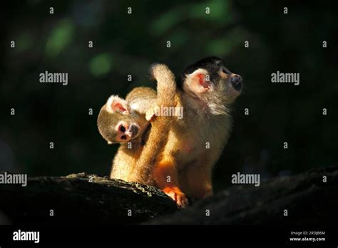 Mono Ardilla Común Saimiri Sciureus América Del Sur Adulto En