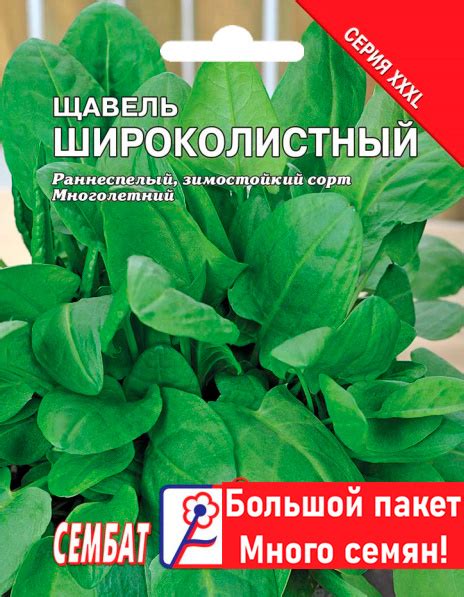 Щавель Сембат щавель - купить по выгодным ценам в интернет-магазине ...