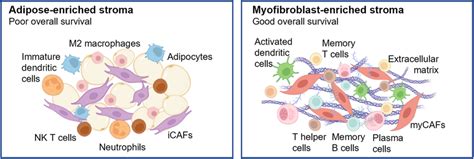 Cancer Associated Fibroblast Subtypes And Immune Cell Compositions Vary Download Scientific