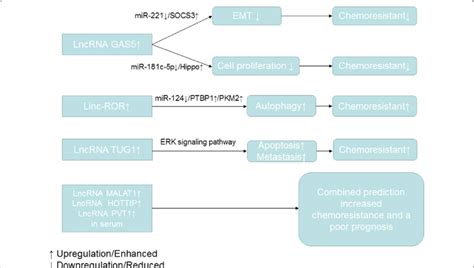 A Diagram Showing The Roles Of Several Lncrnas In Mediating