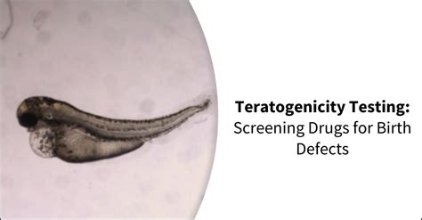 Teratogenicity Testing Screening Drugs For Birth Defects