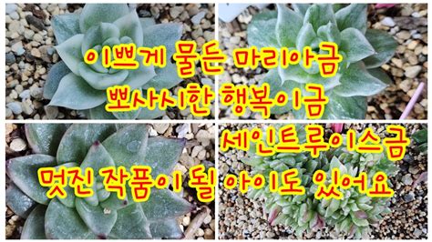 3월 15일 이쁘게 물든 마리아금 뽀사시한 행복이금 세인트루이스금 멋진 작품이 될 아이들도 있어요 구경해보세요 Youtube