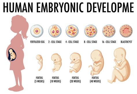 Is Implantation Bleeding Heavier With Twins Complete Guide