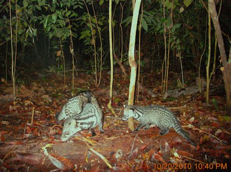 Surprising Habitat Camera Traps Reveal High Mammal Diversity In Forest