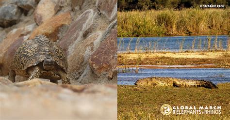 And What Sex Will Your Baby Be Global March For Elephants And Rhinos GMFER