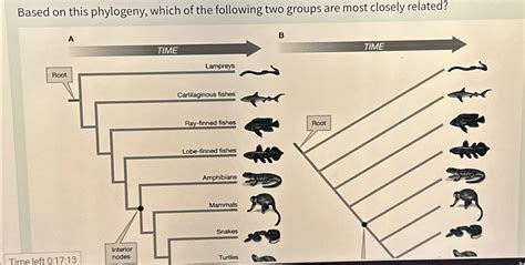 Solved Based On This Phylogeny Which Of The Following Two