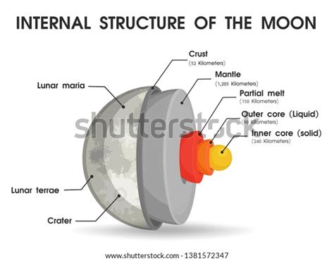 Internal Structure Moon Stock Vector Royalty Free 1381572347 Shutterstock