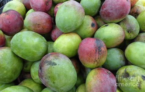 Florida Mango Photograph By Kim Lilly Bernau Fine Art America