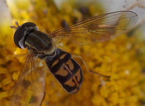 Marginatus Toxomerus Marginatus Bugguidenet