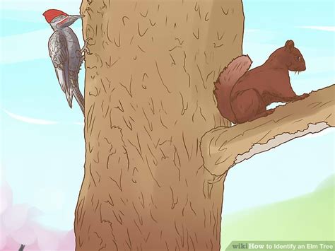 3 Ways To Identify An Elm Tree Wikihow