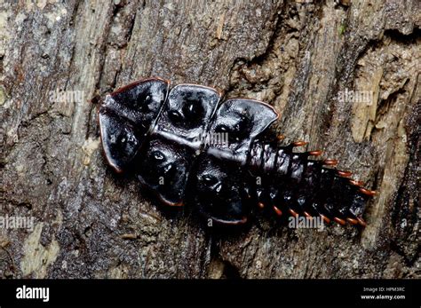 A Female Trilobite Beetle Platerodrilus Ruficollis On A Log In The