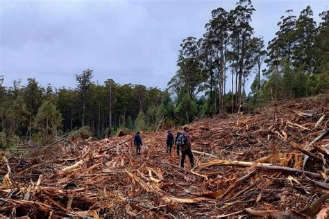 Hobart Protest Rally Calls For End To Native Forest Logging In Tasmania