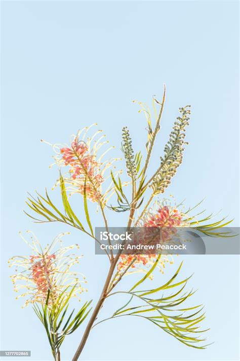 그레빌라스는 가족 Proteaceae에서 상록 꽃 식물의 약 360 종의 다양한 속이다 0명에 대한 스톡 사진 및 기타 이미지