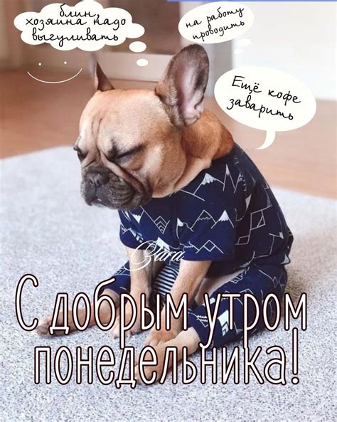 С добрым утречком Юмор про понедельник Доброе утро Утро понедельника