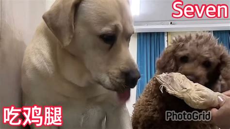 拉布拉多seven老四💕2024 4 22💕labrador Seven💕queen爱賽文一家 Seven老四小迷糊 💕 Youtube