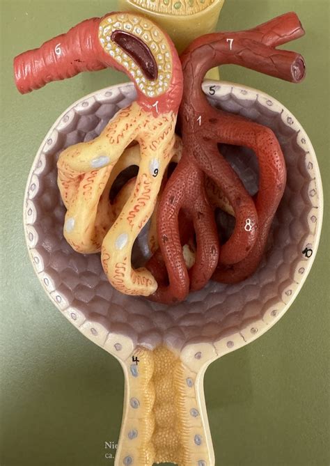 Renal Capsule Diagram Quizlet