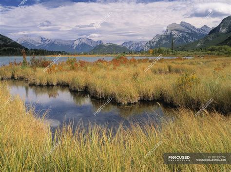 Marsh Grass On Vermilion Lakes Banff National Park Alberta Canada