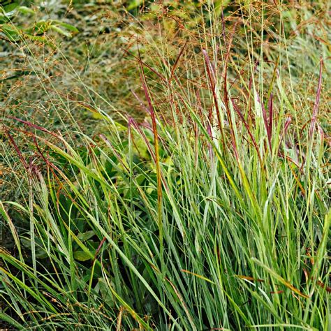 Midwest Plants For Small Space Greenery And Color