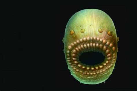 Saccorhytus Coronarius Evrybuzz