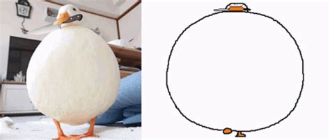 Fat Cartoon Ducks