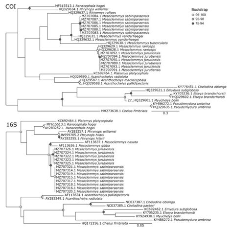 maximum likelihood trees for the coi 675 bp and 16s 586 bp