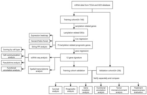 Lactylation Modification As A Promoter Of Bladder Cancer Insights From