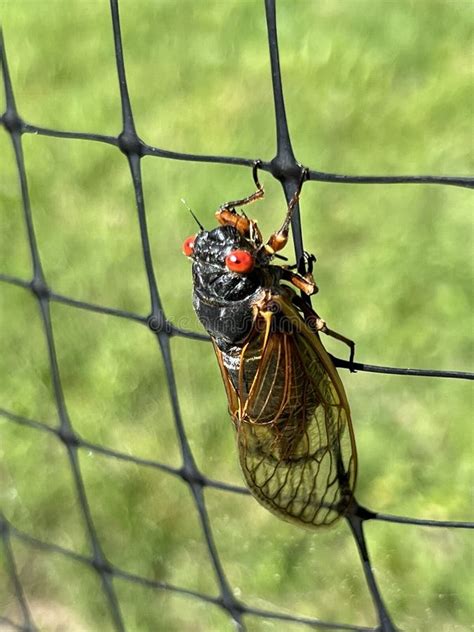 13 Year Red Eye Cicada Bug Periodical Cicadas Magicicada Morgan