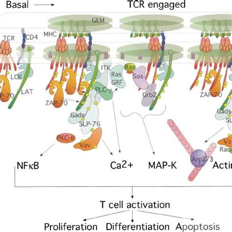Immunological Synapse Formation And Some Basic Signaling Networks