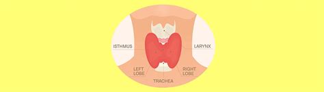 Hyperthyroidism And Fertility Understanding The Link
