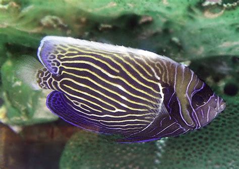 魚類図鑑タテジマキンチャクダイ