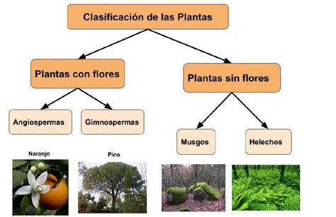 La Clase De Mauri ClasificaciÓn De Las Plantas SegÚn Su ReproducciÓn
