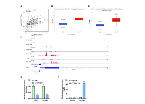 M6a Reader Ythdf1 Regulated Gprin1 Expression A A Strong Positive
