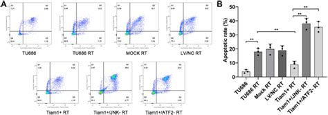 The Effect Of Tiam1 Up Regulation And Down Regulation Of The Jnkatf 2