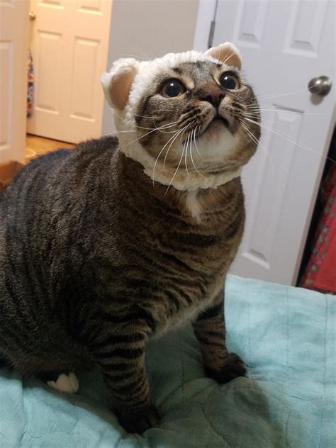Got My Chubster A Present Rdelightfullychubby