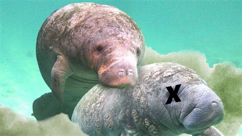 Manatee Dies After High Intensity Sex With Brother At Florida Aquarium