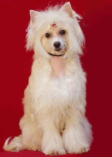 Китайская хохлатая собачка пуховая девочка