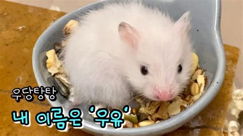 골든 햄스터 입양 성장vlog♥️ 아기햄스터🍼 아기 돼지 닮은 햄스터🐷 페디그리 햄스터 Youtube