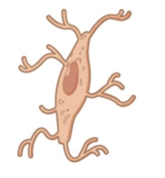 Lab Flashcards Quizlet