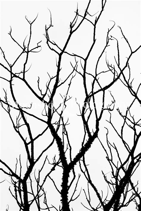 Tree Branch Fractals No 12 Etsy