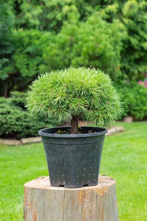 Cultivar Dwarf Mountain Pine Pinus Mugo Var Pumilio In Plastic Pot