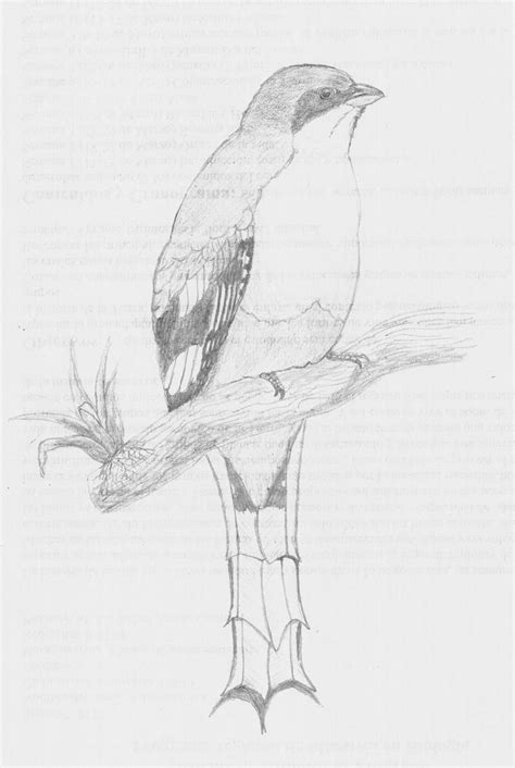 Tocororo By Hattushilish On Deviantart