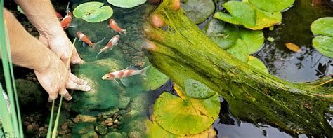 Chemical Vs Natural Methods For Controlling Pond Algae