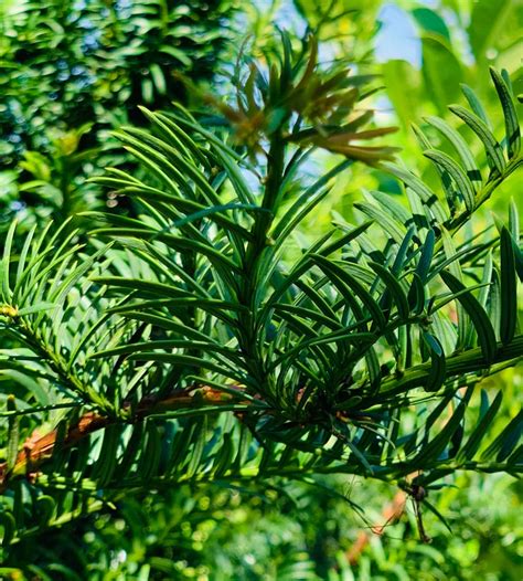 Yew English The Online Tree Shop